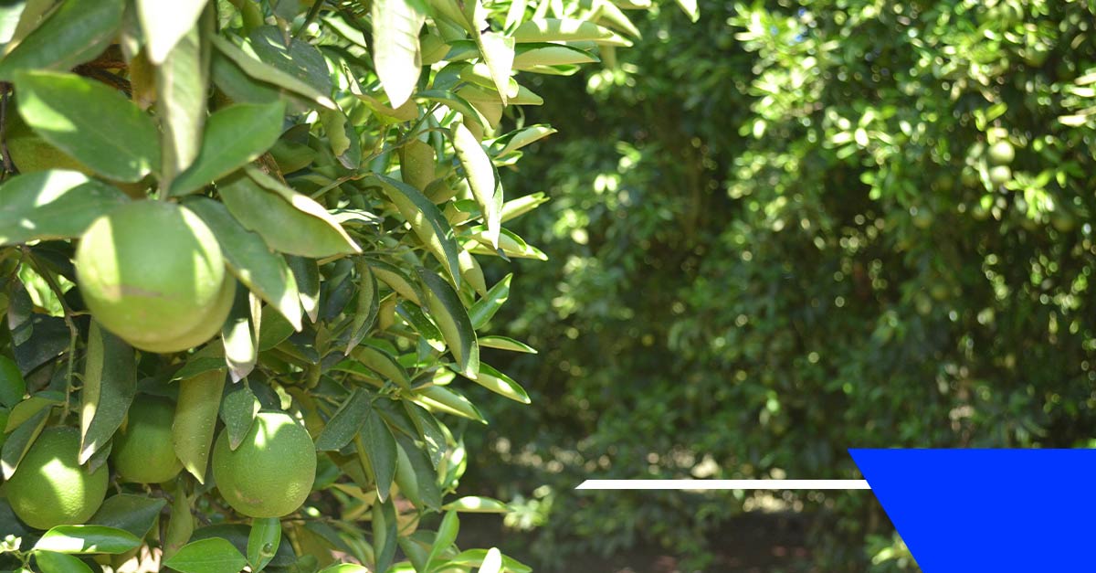 Vockan implements tax solution at Amvac do Brasil - Vockan